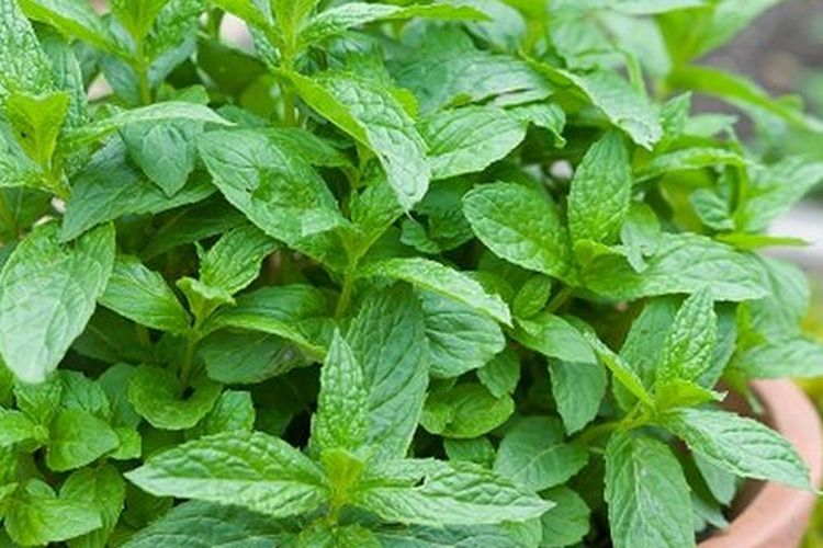 Cara Menanam Tanaman Mint di Rumah dan Merawatnya