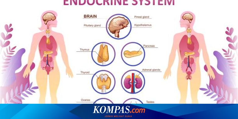 Mengenal Macam-macam Kelenjar Endokrin dan Fungsinya