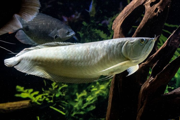 Ragam Jenis Ikan Hias yang Diekspor Indonesia, Arwana hingga Cupang