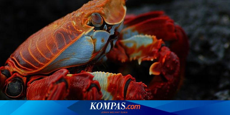 Fosil Capit Kepiting Terbesar yang Hidup 9 Juta Tahun Lalu Ditemukan di ...