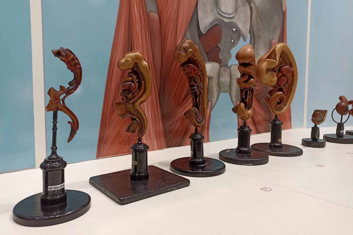 iMuseum IMERI FKUI Terima Kunjungan Individu dengan Pemandu