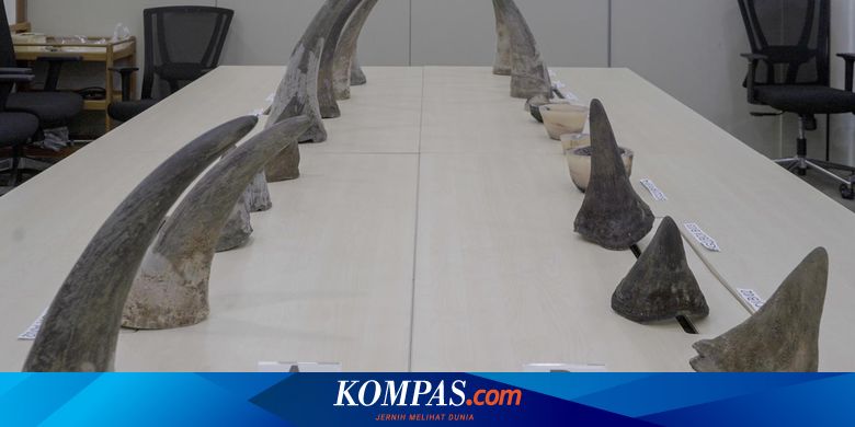 Singapura Sita 20 Cula Badak Selundupan dari Afrika, Nilainya Rp 12 Miliar