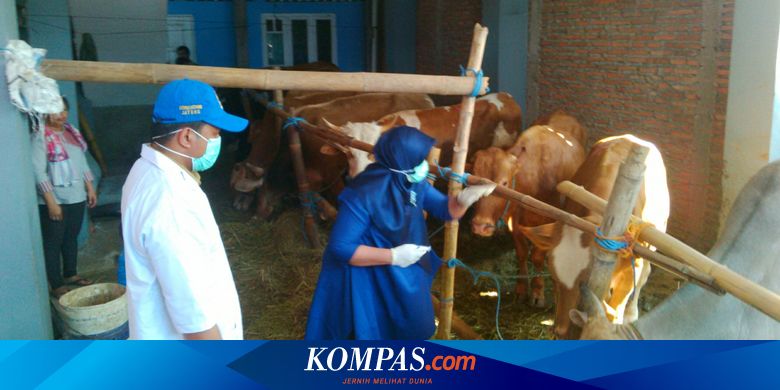 Ini Bahayanya Cuci Daging Kurban di Sungai