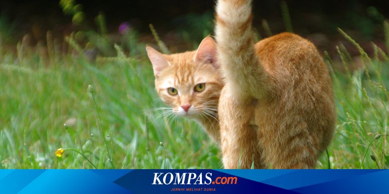 Kenapa Kucing Spraying atau Menyemprotkan Urin? Ini Sebabnya