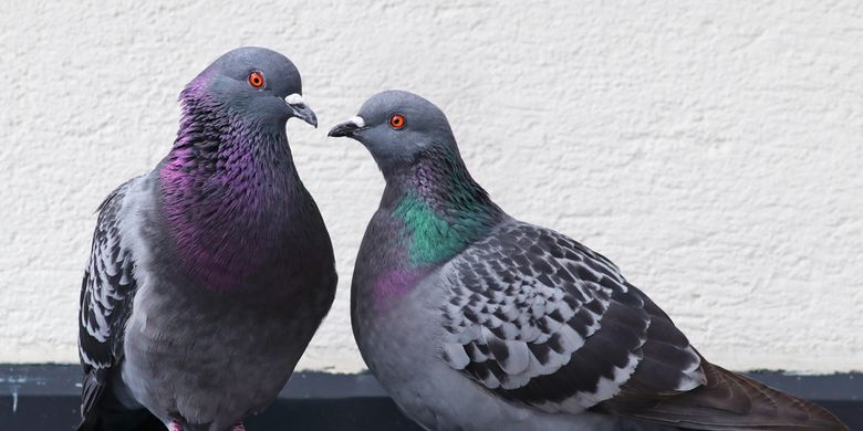 Burung Merpati Hitam