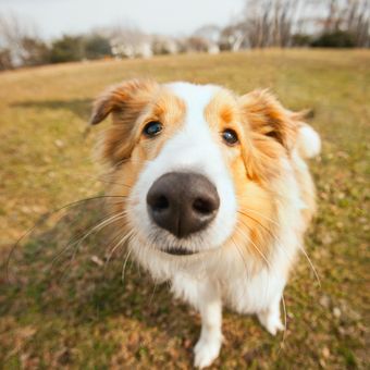 5 Fakta Menarik Kumis Anjing, Punya Cara Kerja seperti Antena