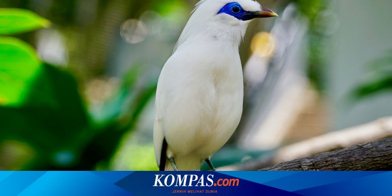 3 Fakta Jalak Bali, Ikon Pariwisata Pulau Dewata