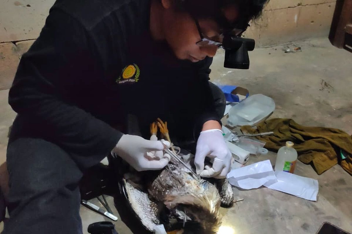 Pecinta Alam Purbalingga Selamatkan Elang yang Tertembak Pemburu Liar