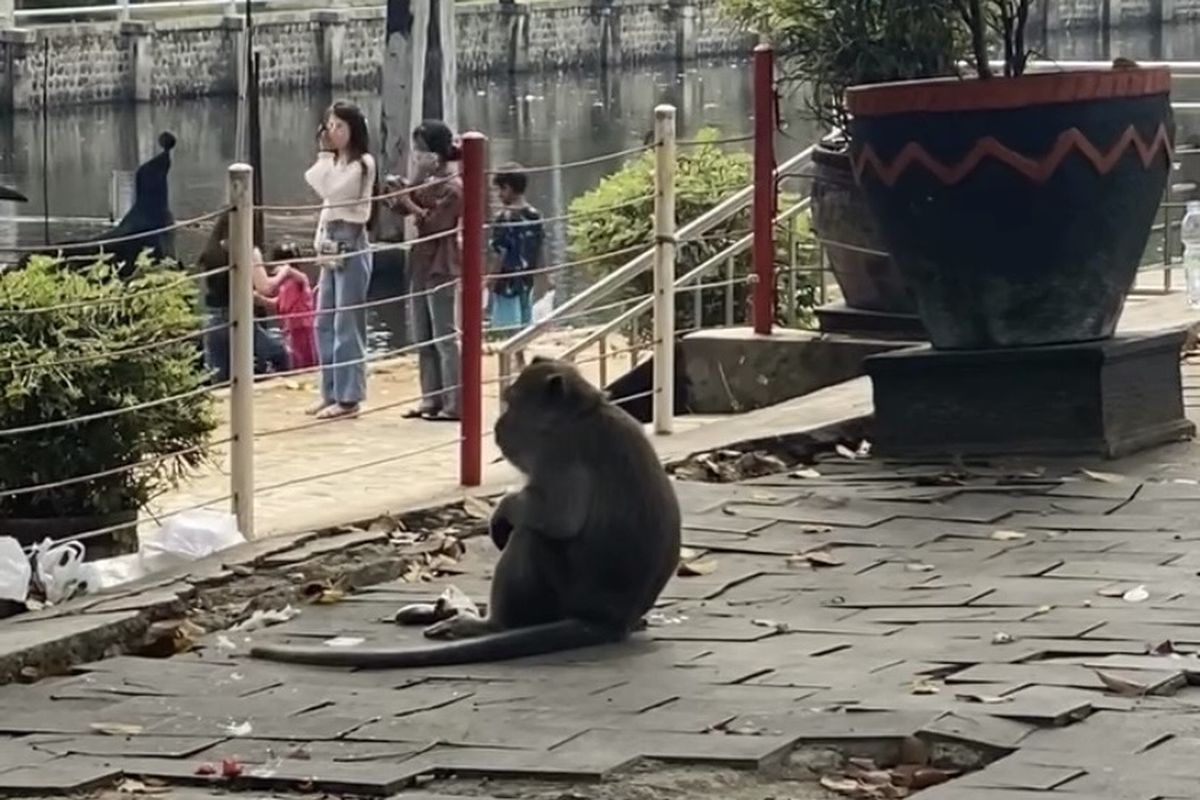 Monyet Liar Muncul di Taman Cimanuk Indramayu, Dekati Warga untuk Cari ...