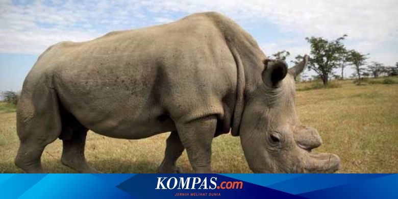 Mengenal Badak Putih Utara, Satwa yang Disebut Punah, Sisa 2 Ekor di Dunia