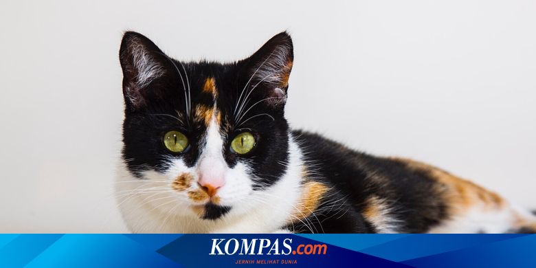 Berapa Usia Rata-rata Kucing Domestik?