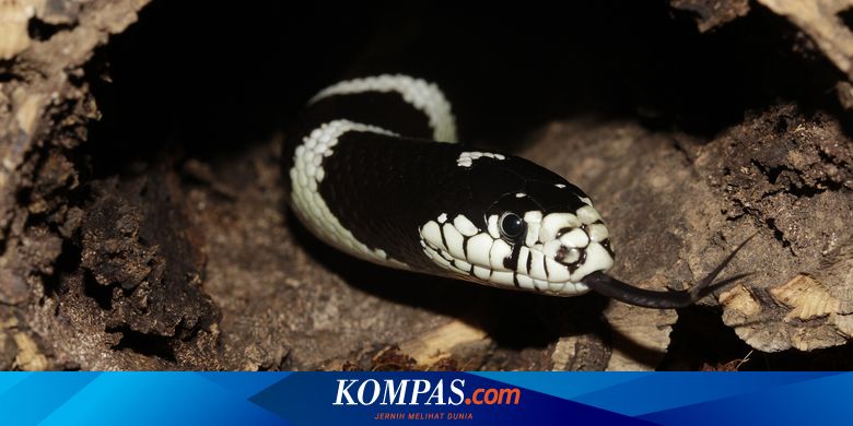 Fakta tentang Ular Weling yang Tewaskan Petugas Satpam di Serpong