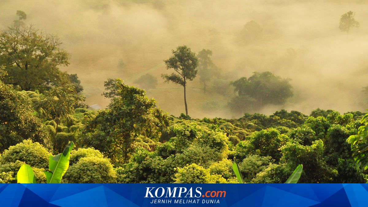 Sejarah Hari Lingkungan Hidup Sedunia dan Temanya 2024