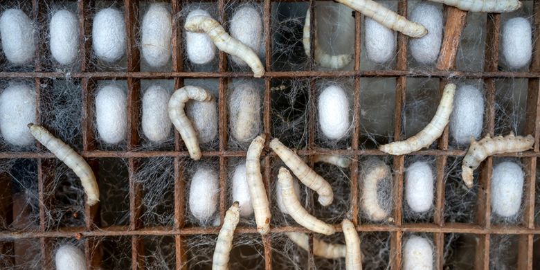 Inilah Manfaat Ulat Sutra Bagi Kehidupan Manusia - Kompas.com