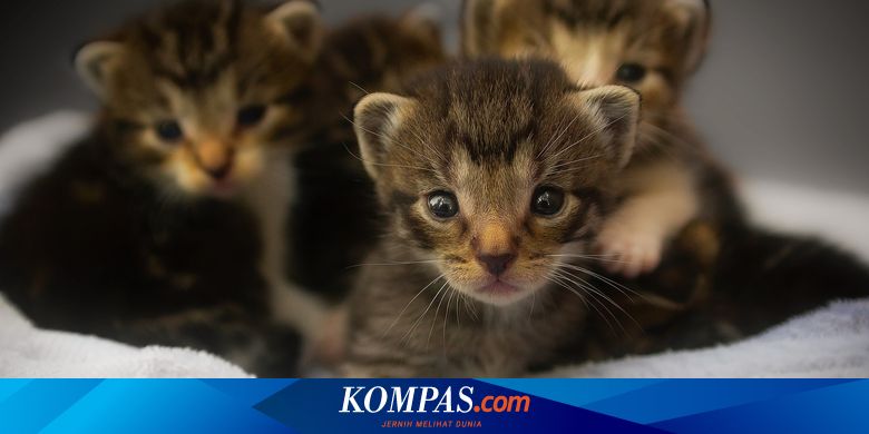 Soal Penemuan 20 Bangkai Kucing di Banjarmasin, Polisi Sebut Milik ...