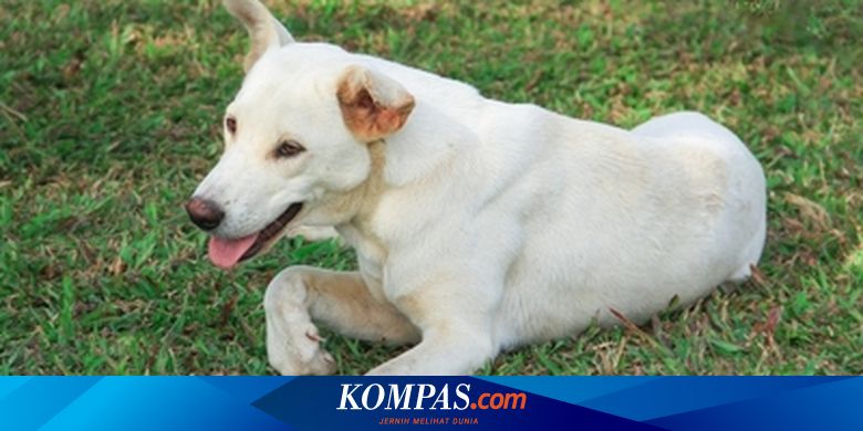 Alasan Anjing Berguling-guling di Rumput dan Cara Menghentikannya
