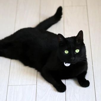 11 Ras Kucing Hitam yang Karismatik dan Penyayang