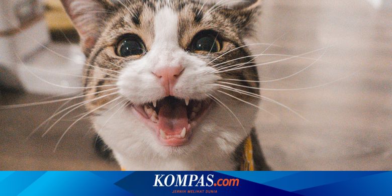 Kucing Kehilangan Meongnya? Bisa Jadi Mereka Tengah Menderita Laringitis