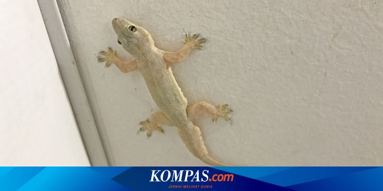 Penyebab Ada Cicak di Rumah dan Cara Mencegahnya