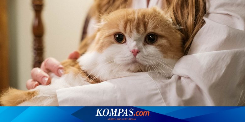 10 Inspirasi Nama Kucing Paling Unik dan Populer