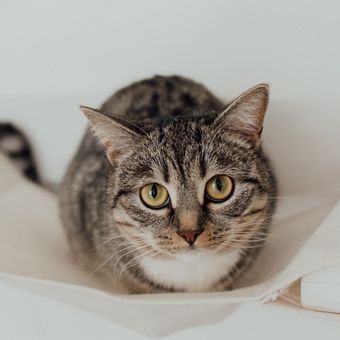 7 Cara Membuat Kucing Pemalu Merasa Lebih Nyaman dengan Pemiliknya