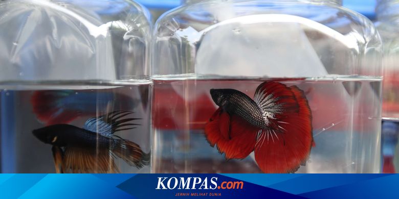 Mau Pelihara Ikan Hias? Ini 5 Hal yang Harus Diperhatikan