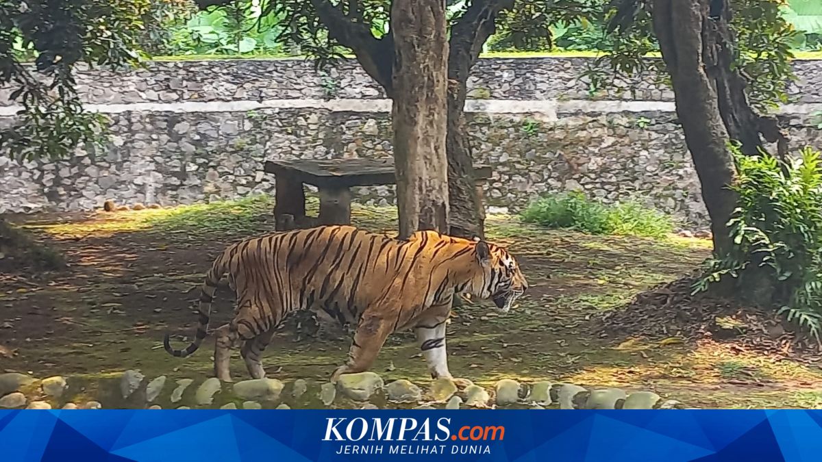 Animal Defender dan DPRD DKI Sidak Taman Margasatwa Ragunan, Cek ...