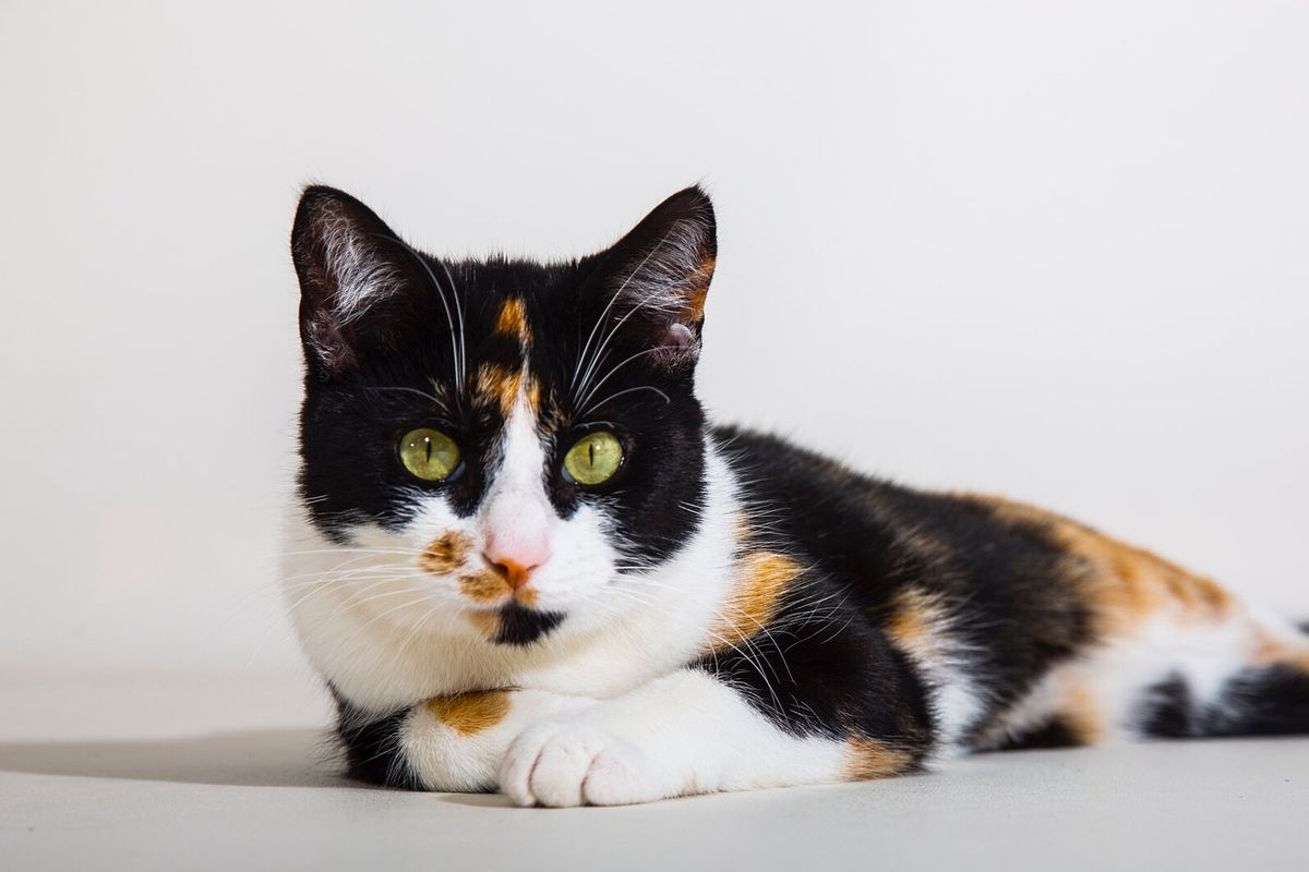 Berapa Usia Rata-rata Kucing Domestik?