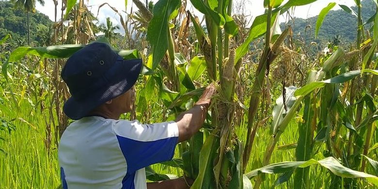 Berita Terkini Harian Hama Tikus Pada Padi Terbaru Hari Ini - Kompas.com