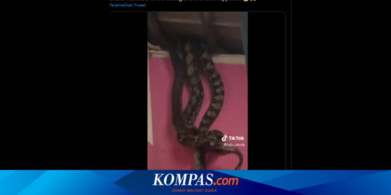 Viral, Video 3 Piton Raksasa Jebol Plafon, Ini Tanda Ular Bersarang di ...