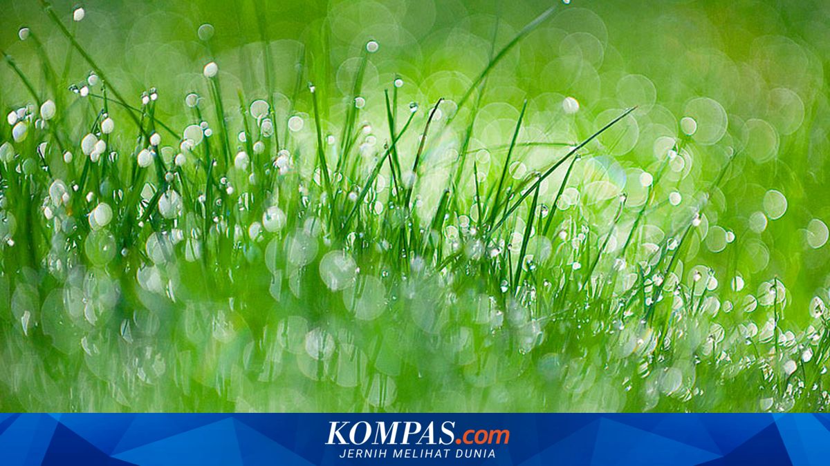 Arti Kata Bokeh dalam Dunia Sinematografi dan Fotografi