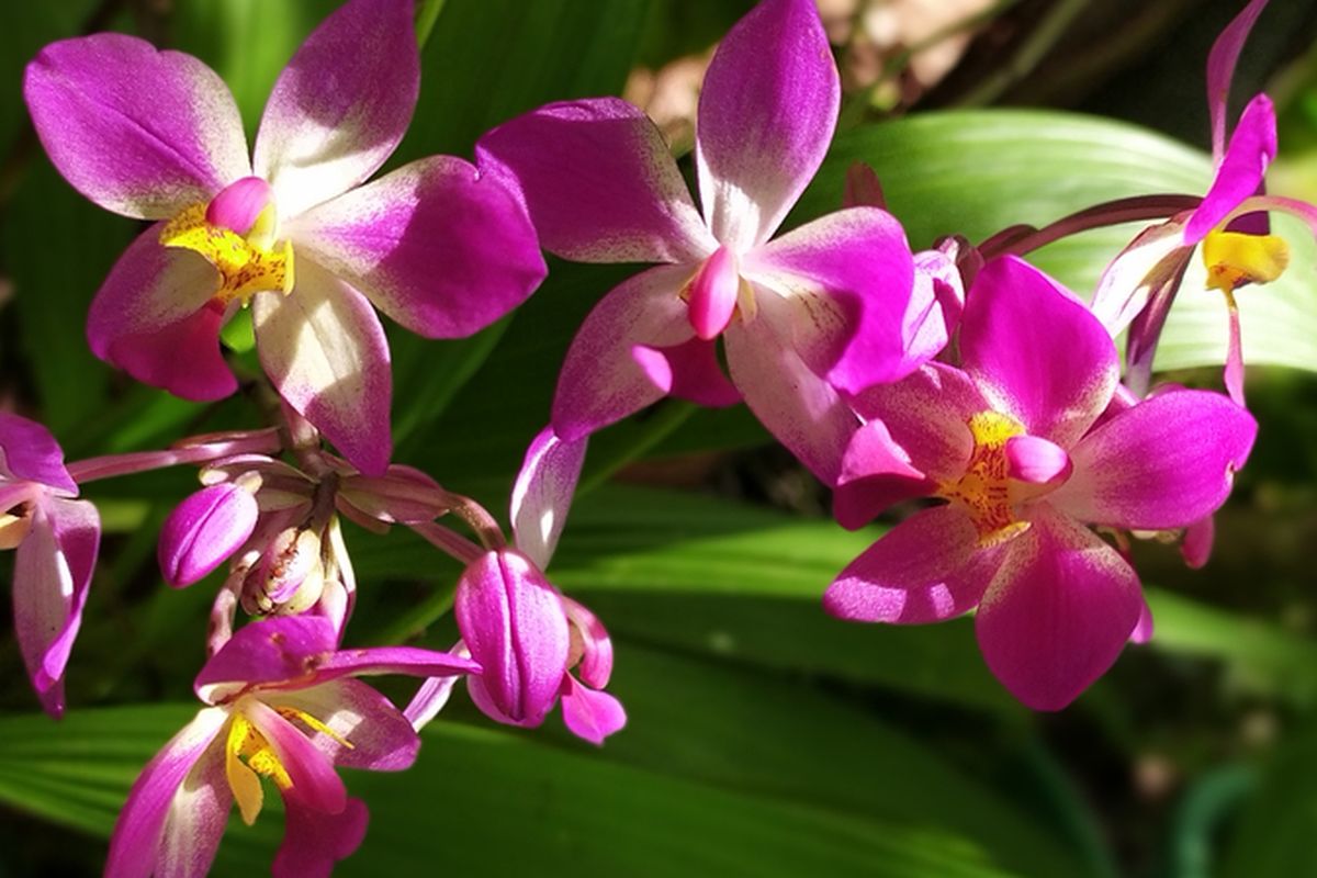 Mengenal Anggrek Spathoglottis dan Cara Merawatnya