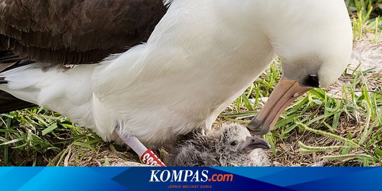 Mengenal Wisdom, Burung Liar Tertua di Dunia yang Masih Ada