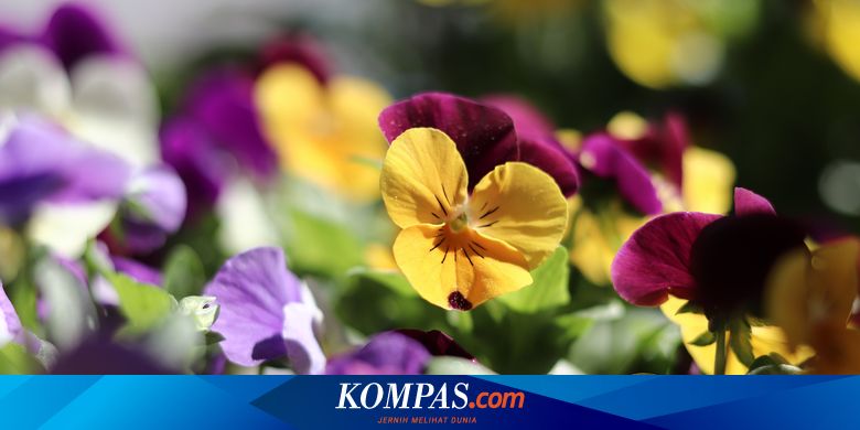 Simak, Cara Menanam dan Merawat Bunga Pansy dari Biji