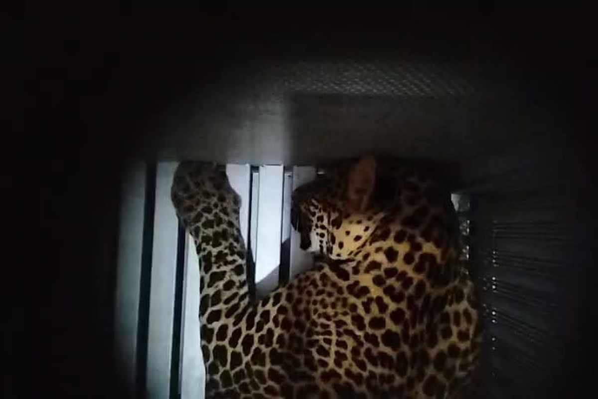 Drone Thermal Deteksi Macan Tutul Kabur, Sembunyi di Gorong-gorong Lembang Park and Zoo