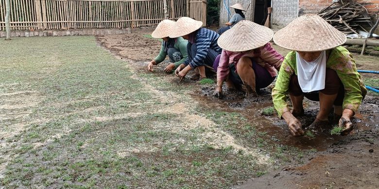 Tips Budidaya Rumput di Halaman Rumah, Dijamin Cuan