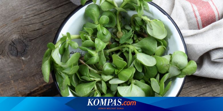 Serba-serbi Tanaman Krokot dan Khasiatnya untuk Kesehatan