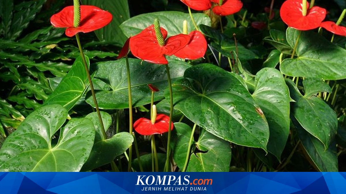 4 Tanaman Hias Berbentuk Hati yang Cocok untuk Hadiah Valentine