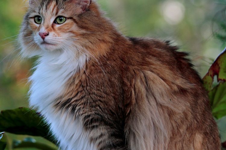 9 Fakta Menarik Kucing Norwegian Forest, Hampir Punah dan Cerita Mitos