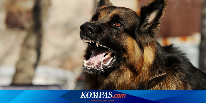 Bagaimana Pertolongan Pertama Digigit Hewan Penular Rabies?