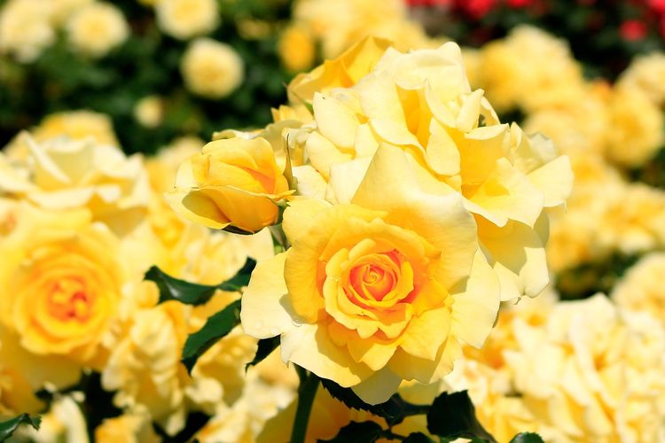 Mengenal Simbol dan Arti Bunga Mawar Kuning