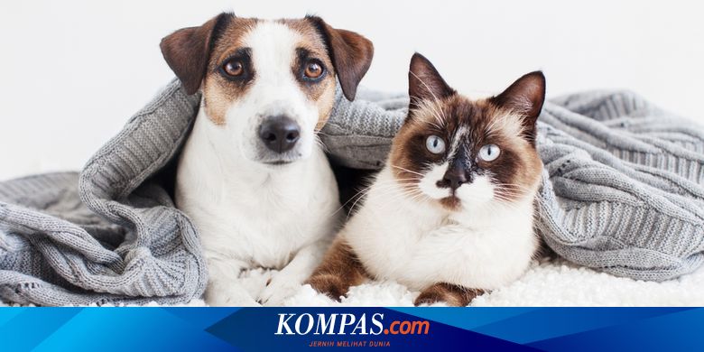 Anjing Vs Kucing, Mana yang Terbaik untuk Dipelihara?
