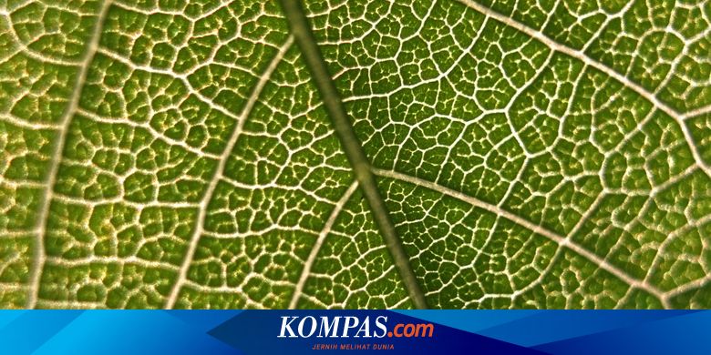 Pengertian Klorofil dan Fungsinya pada Tumbuhan