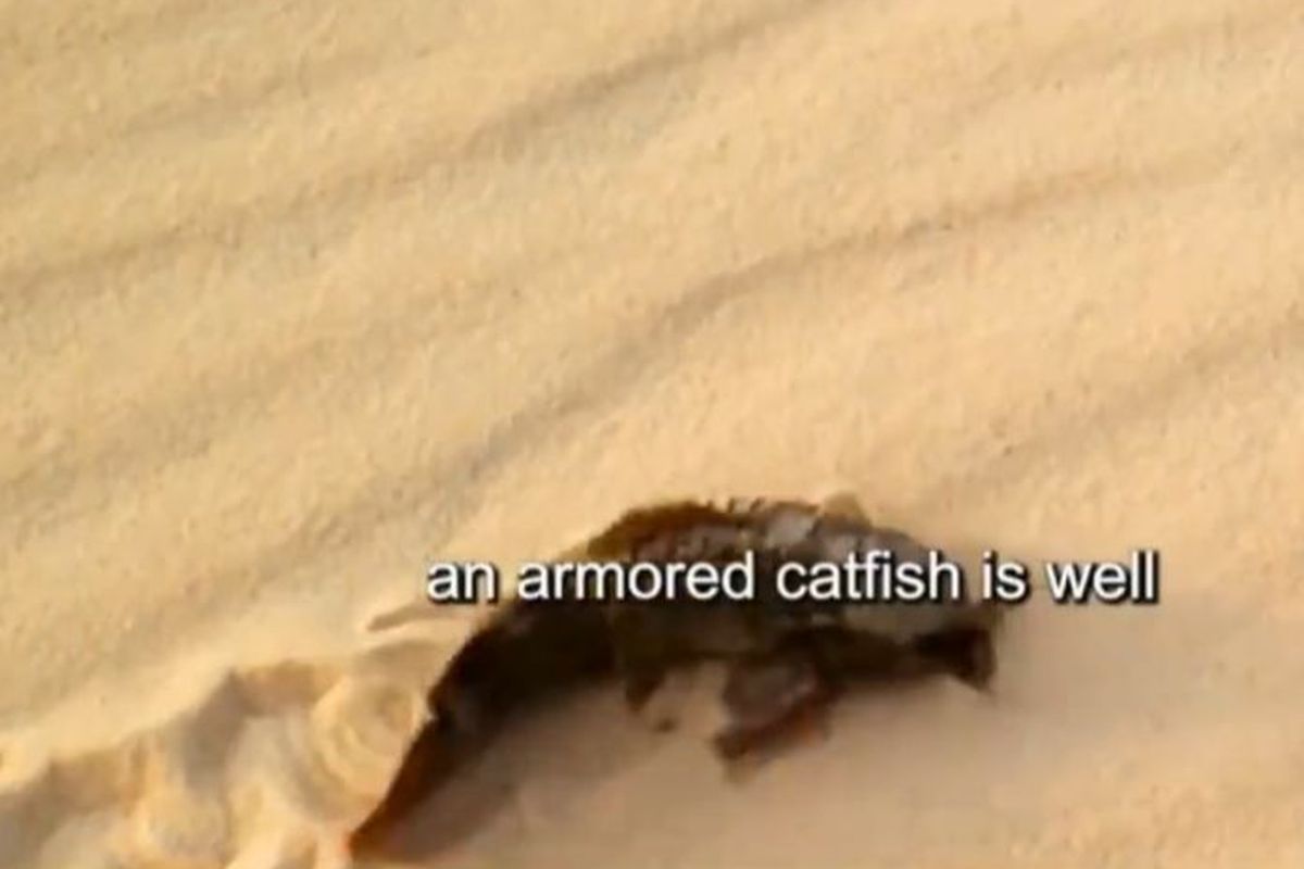 Ramai soal Ikan yang Disebut Bisa "Menjelajahi" Padang Pasir, Apa Itu?