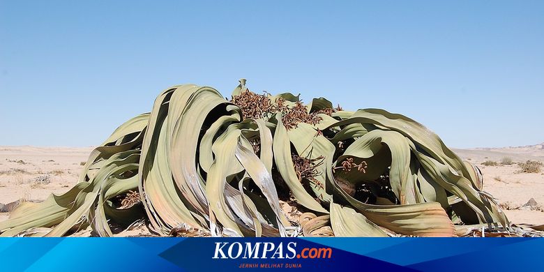 Mengenal Tanaman Alien yang Hidup hingga 3.000 Tahun, Berasal dari Era ...