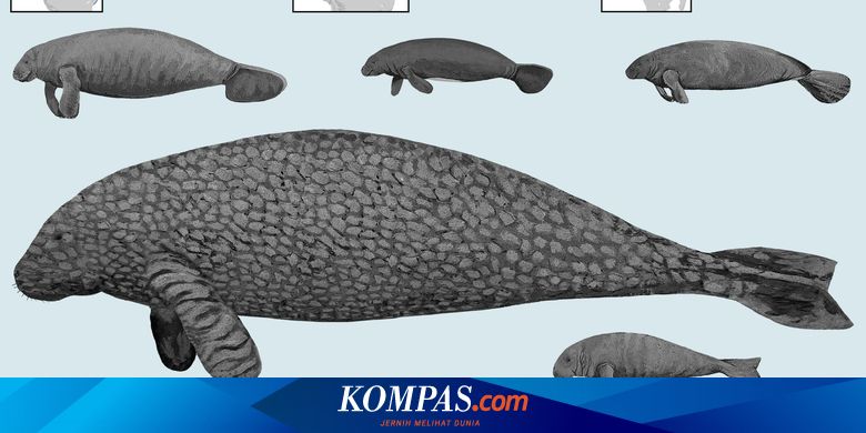 Studi Baru Lacak Evolusi Sapi Laut