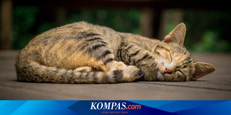Kucing Cacingan? Atasi dengan Obat Cacing Ini