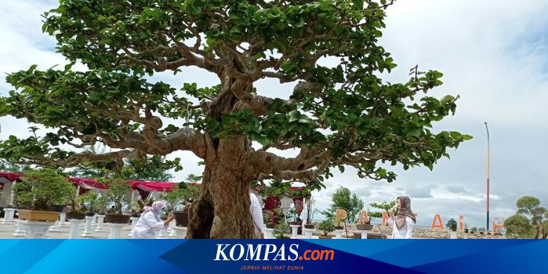 Pohon Bonsai Seharga Rp 250 Juta Dipamerkan Di Padang