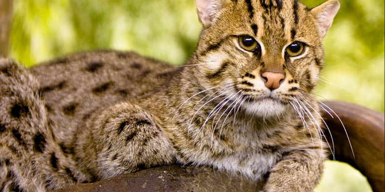 Kucing Bakau, Si Pandai Memancing yang Tak Takut Air