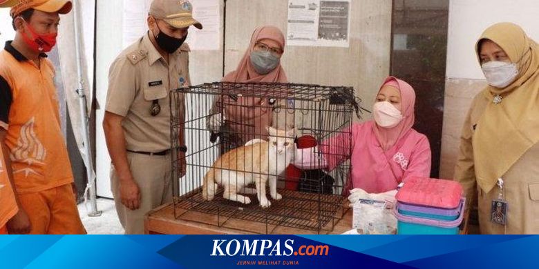 4.500 Hewan Piaraan di Jakarta Pusat Divaksinasi Rabies Sepanjang Tahun Ini